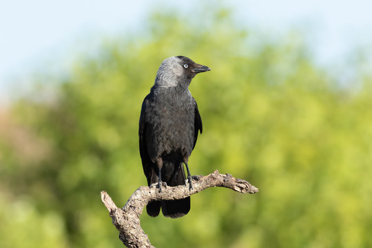 Grajo Images – Browse 50 Stock Photos, Vectors, and Video | Adobe Stock