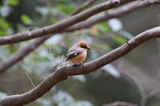 Otterrute Bilder – Durchsuchen 103 Archivfotos, Vektorgrafiken und ...