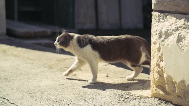 Manky Images – Parcourir 190 le catalogue de photos, vecteurs et vidéos ...