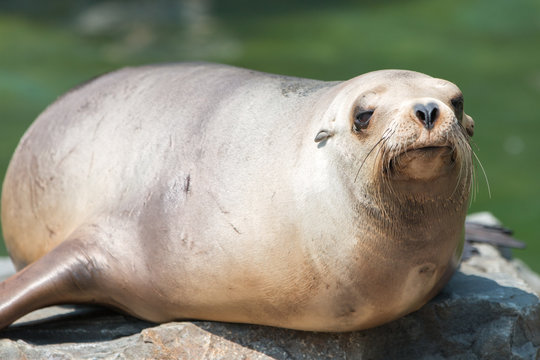 Seerobbe Images – Browse 268 Stock Photos, Vectors, and Video | Adobe Stock