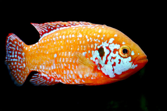 รูปภาพBimaculatus – เลือกดูภาพถ่ายสต็อก เวกเตอร์ และวิดีโอ292 | Adobe Stock