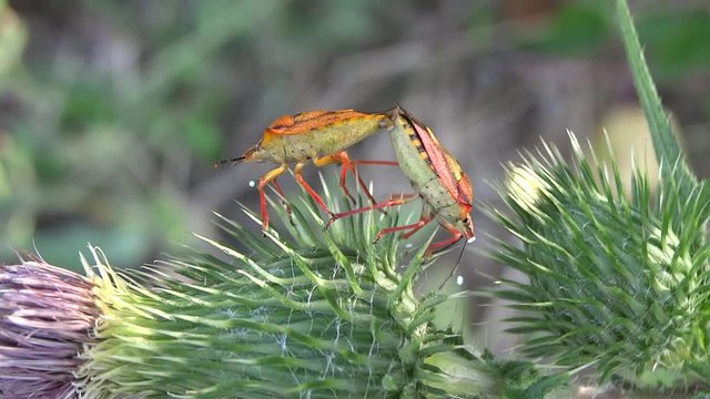 Imágenes de Acariens: descubre bancos de fotos, ilustraciones, vectores ...