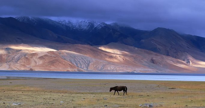 "Tso Moriri" Images – Browse 1,176 Stock Photos, Vectors, and Video ...