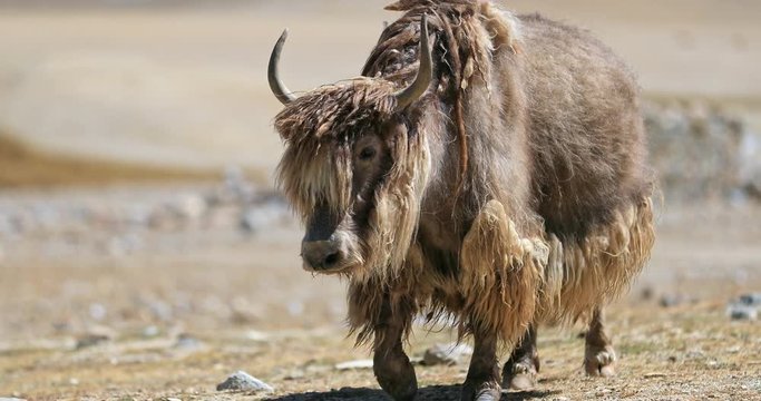 Yak Images – Browse 53,384 Stock Photos, Vectors, and Video | Adobe Stock