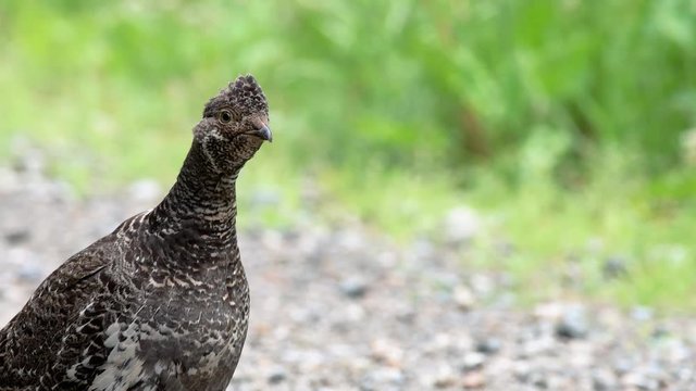 Dusky Grouse Images – Browse 142 Stock Photos, Vectors, and Video ...