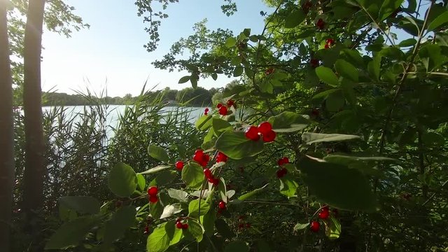 Beeries Images – Browse 600 Stock Photos, Vectors, and Video | Adobe Stock