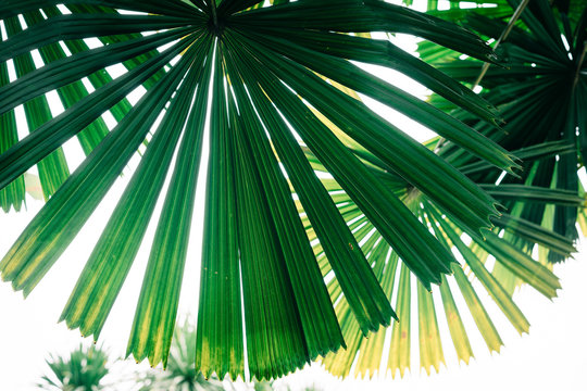 Imágenes de "Palm Leave": descubre bancos de fotos, ilustraciones ...