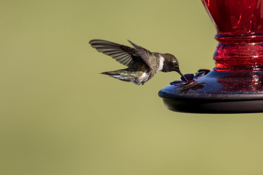รูปภาพPlack – เลือกดูภาพถ่ายสต็อก เวกเตอร์ และวิดีโอ312 | Adobe Stock