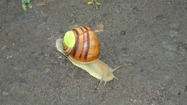 Limacon Images – Browse 37 Stock Photos, Vectors, and Video | Adobe Stock