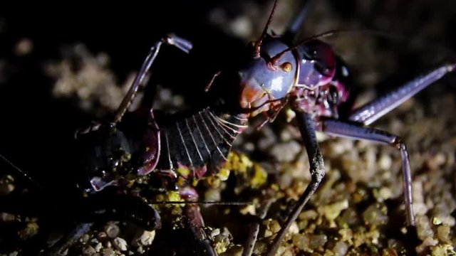 Anthropophagie Bilder – Durchsuchen 192 Archivfotos, Vektorgrafiken und ...