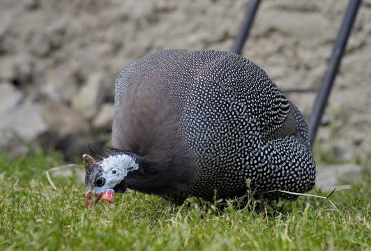 「Faraona」の画像 - 127 件の Stock 写真、ベクターおよびビデオ | Adobe Stock