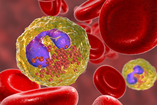 รูปภาพGranulocyte – เลือกดูภาพถ่ายสต็อก เวกเตอร์ และวิดีโอ1,757 | Adobe ...