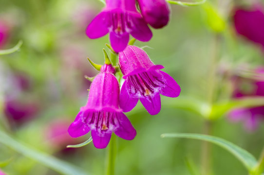 「Mexicali」の画像 - 436 件の Stock 写真、ベクターおよびビデオ | Adobe Stock