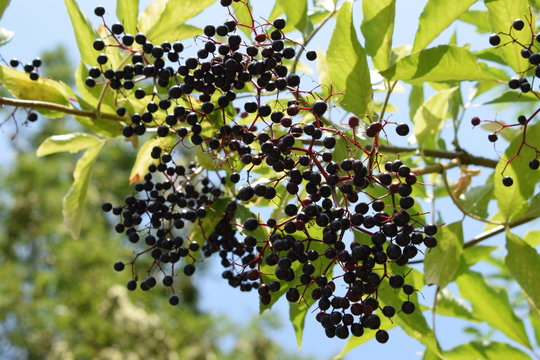 Holunderbeere bilder – Bläddra bland 307 stockfoton, vektorer och ...