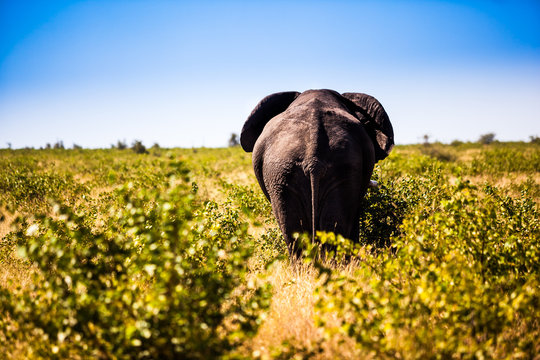 Elephant Bottom Bilder – Durchsuchen 3,767 Archivfotos, Vektorgrafiken ...