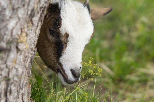 Capretta Imagens – Procure 560 fotos, vetores e vídeos | Adobe Stock