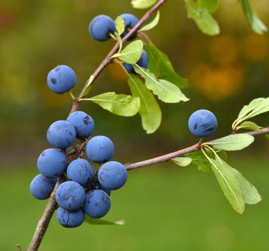 รูปภาพDornenstrauch – เลือกดูภาพถ่ายสต็อก เวกเตอร์ และวิดีโอ112 | Adobe ...