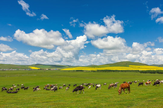 「Hulunbuir」の写真素材 | 685件の無料イラスト画像 | Adobe Stock