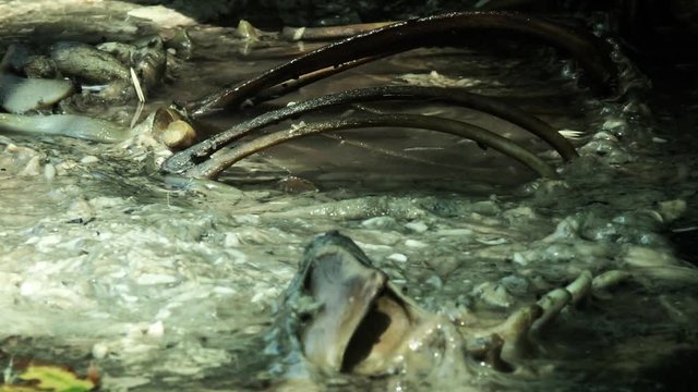 รูปภาพRotting – เลือกดูภาพถ่ายสต็อก เวกเตอร์ และวิดีโอ1,602,332 | Adobe ...