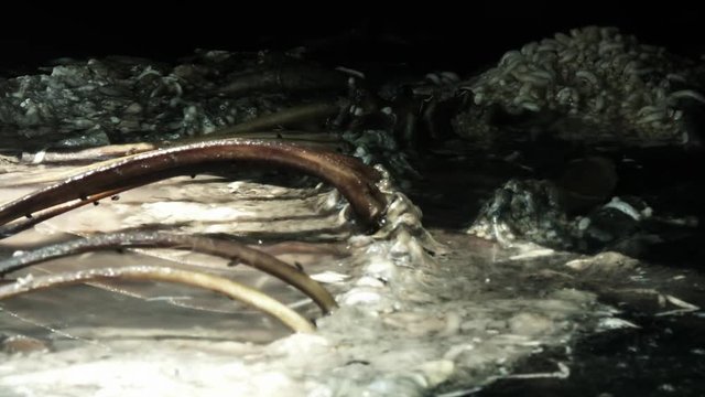 Rotting Images – Browse 1,611,127 Stock Photos, Vectors, and Video ...