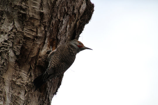Flickertail Bilder – Durchsuchen 267 Archivfotos, Vektorgrafiken und ...