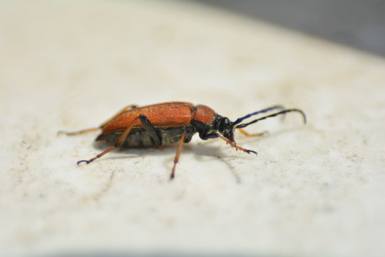 Scheusal bilder – Bläddra bland 339 stockfoton, vektorer och videor ...