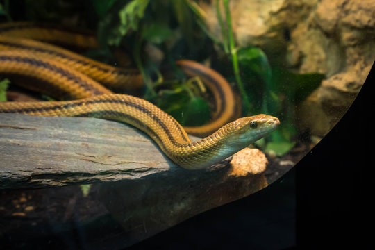 "Chicken Snake" Bilder – Durchsuchen 322 Archivfotos, Vektorgrafiken ...