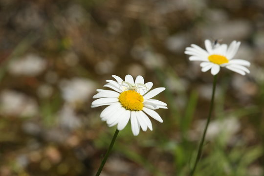 รูปภาพ"Bellis Perennis" – เลือกดูภาพถ่ายสต็อก เวกเตอร์ และวิดีโอ ...