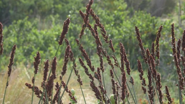 Restios bilder – Bläddra bland 33 stockfoton, vektorer och videor ...