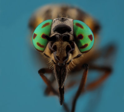 "Chrysops Relictus" Images – Browse 65 Stock Photos, Vectors, and Video ...