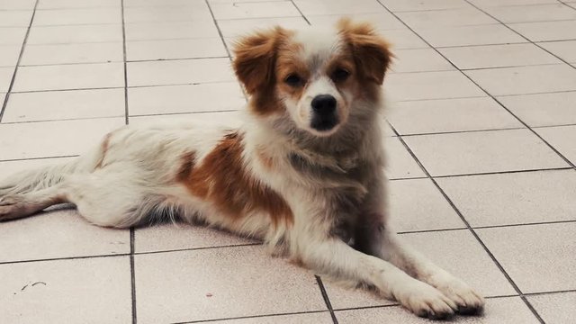 Imágenes de "Lazy Dog": descubre bancos de fotos, ilustraciones ...