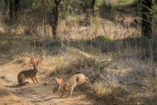 รูปภาพ"Indian Hare" – เลือกดูภาพถ่ายสต็อก เวกเตอร์ และวิดีโอ47 | Adobe ...