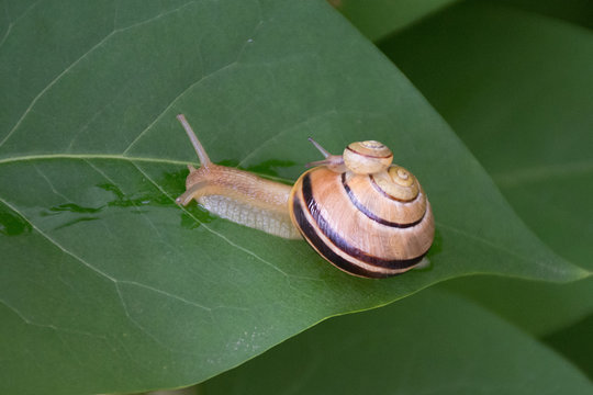 32 BEST Snigel IMAGES, STOCK PHOTOS & VECTORS | Adobe Stock