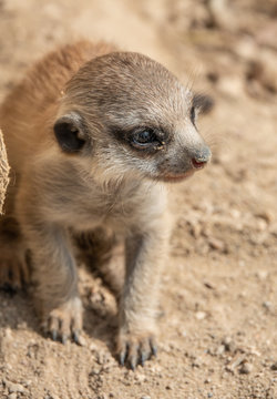 Satnd Images – Browse 153 Stock Photos, Vectors, and Video | Adobe Stock