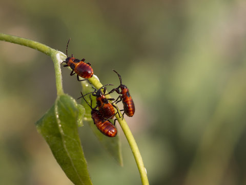 "Cute Bugs" Images – Browse 84 Stock Photos, Vectors, and Video | Adobe ...