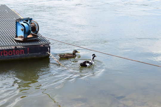 Entenangeln-Bilder: Stock-Fotos & -Videos. | Adobe Stock