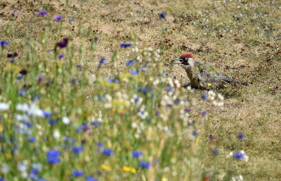 รูปภาพErdspecht – เลือกดูภาพถ่ายสต็อก เวกเตอร์ และวิดีโอ155 | Adobe Stock