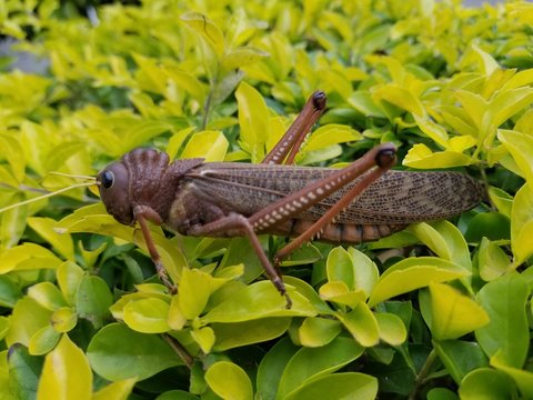 Saltamonte Images – Browse 91 Stock Photos, Vectors, and Video | Adobe ...