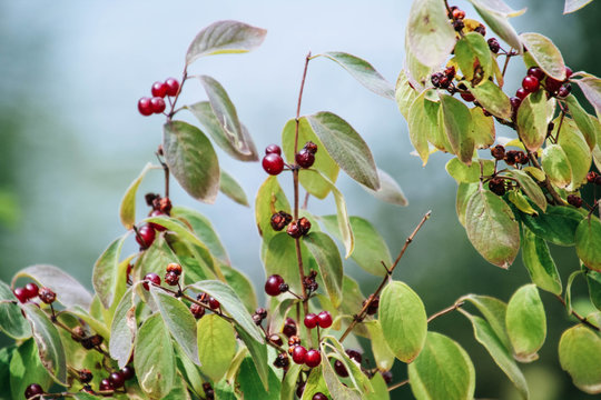 Wildbeeren bilder – Bläddra bland 645 stockfoton, vektorer och videor ...