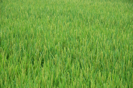 "Rice Filed" Billeder – Gennemse 275 stockfotos, vektorer og videoer ...