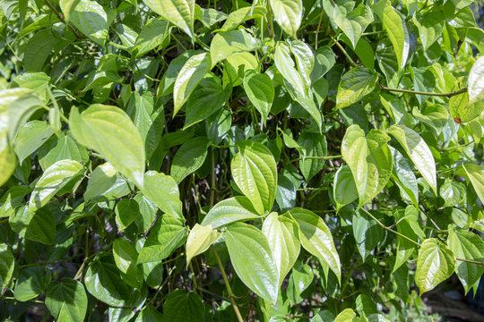 รูปภาพPiperaceae – เลือกดูภาพถ่ายสต็อก เวกเตอร์ และวิดีโอ3,124 | Adobe ...