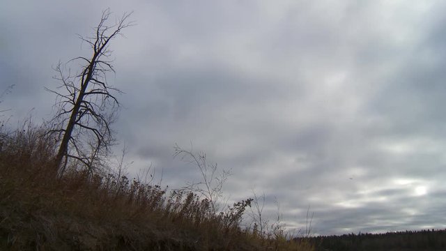 Scraggly bilder – Bläddra bland 1,321 stockfoton, vektorer och videor ...