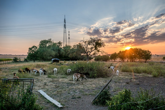 Schf Images – Browse 16 Stock Photos, Vectors, and Video | Adobe Stock