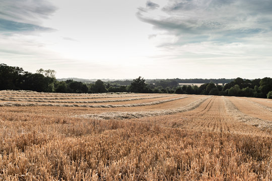 Birchanger Images – Browse 60 Stock Photos, Vectors, and Video | Adobe ...