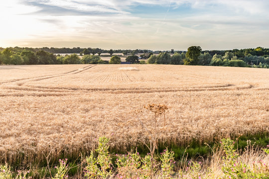 Birchanger Images – Browse 58 Stock Photos, Vectors, and Video | Adobe ...