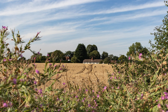 Birchanger Images – Browse 60 Stock Photos, Vectors, and Video | Adobe ...