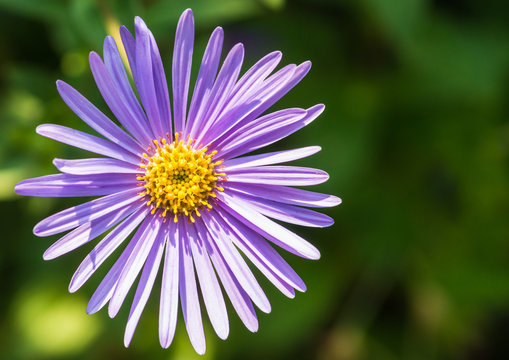 "Michaelmas Daisy" Images – Browse 4,565 Stock Photos, Vectors, and ...