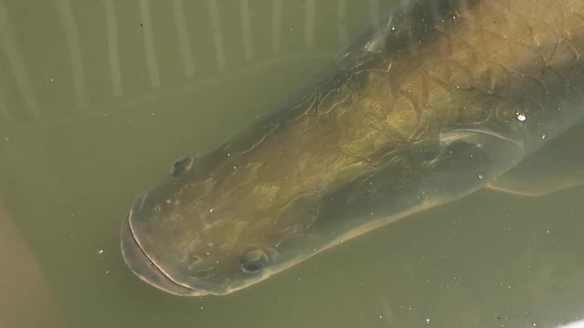 รูปภาพArapaima – เลือกดูภาพถ่ายสต็อก เวกเตอร์ และวิดีโอ641 | Adobe Stock
