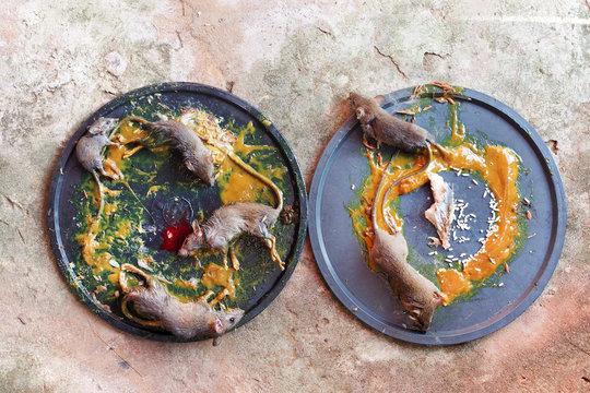 รูปภาพRattrap – เลือกดูภาพถ่ายสต็อก เวกเตอร์ และวิดีโอ917 | Adobe Stock