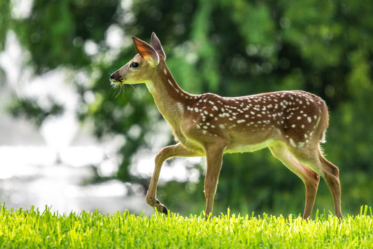 รูปภาพDoe – เลือกดูภาพถ่ายสต็อก เวกเตอร์ และวิดีโอ1,138,289 | Adobe Stock